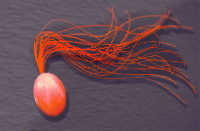 WAX Science | Pyrococcus furiosus, organisme hyperthermophile ...