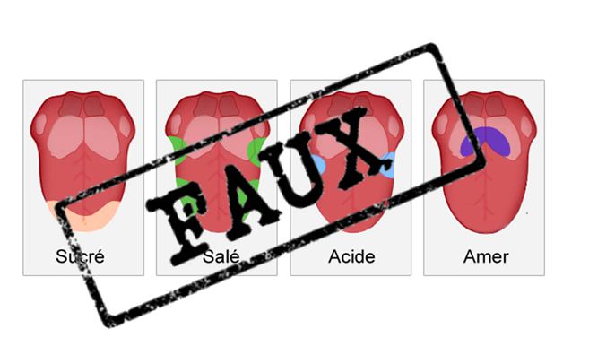Diagramme De La Langue Umami