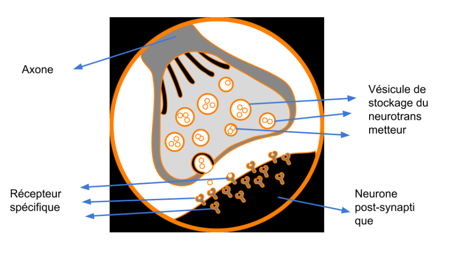 WAX Science | L’autisme, un trouble envahissant du développement